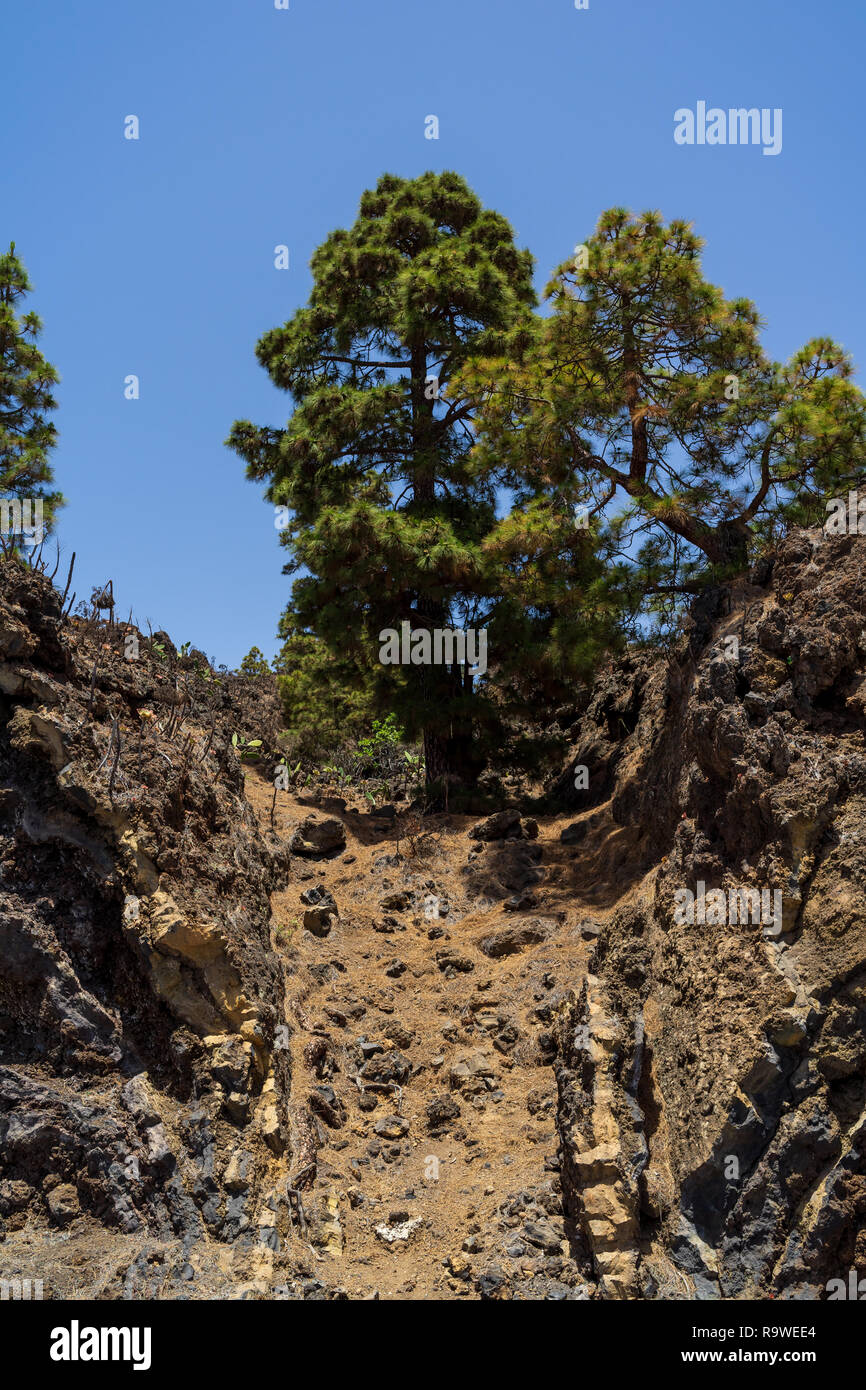 Canarian pine pinus canariensis hi-res stock photography and images - Alamy