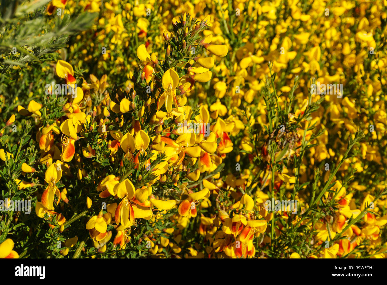 Spring Season in Patagonia, Argentina Stock Photo - Alamy