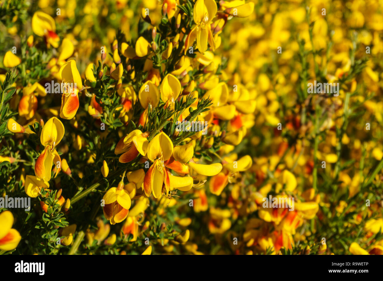 Spring Season in Patagonia, Argentina Stock Photo - Alamy