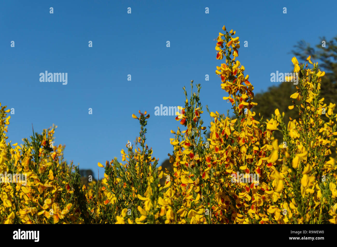 Spring Season in Patagonia, Argentina Stock Photo - Alamy