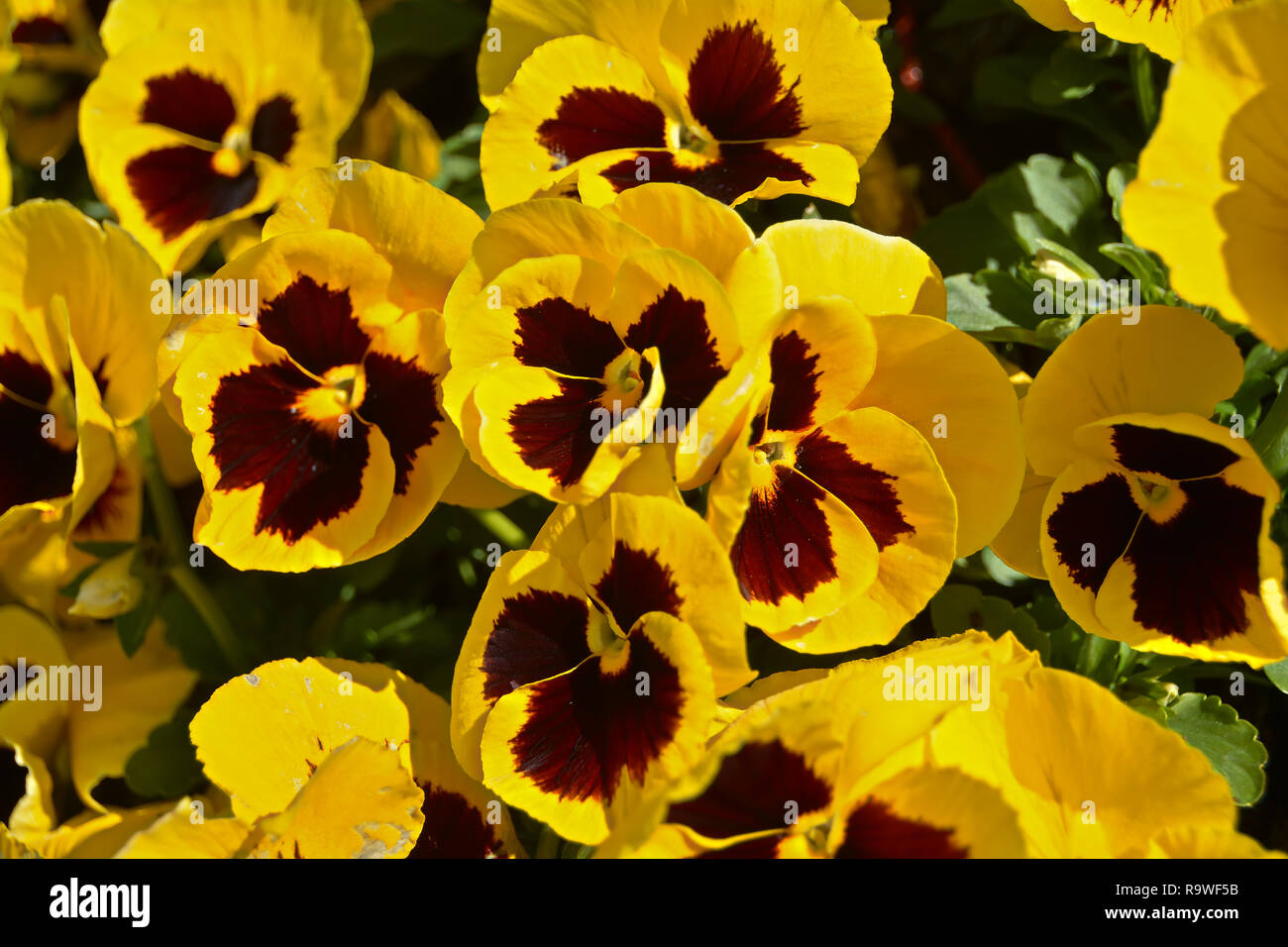 flowering pansies in a garden Stock Photo - Alamy
