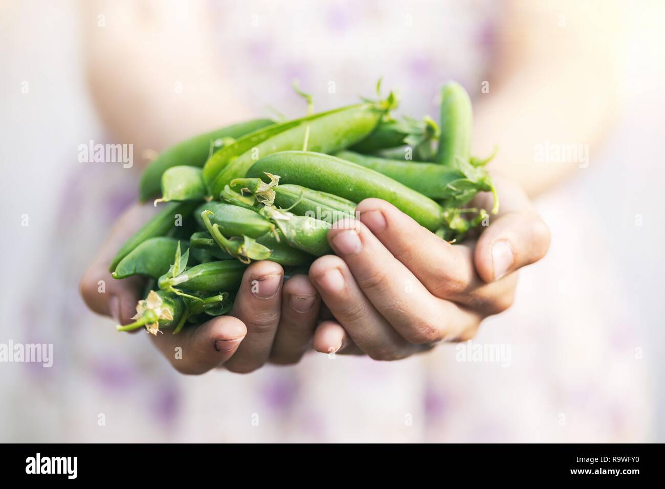 summer - the smiling girl is holding a green peas in her hands Stock ...