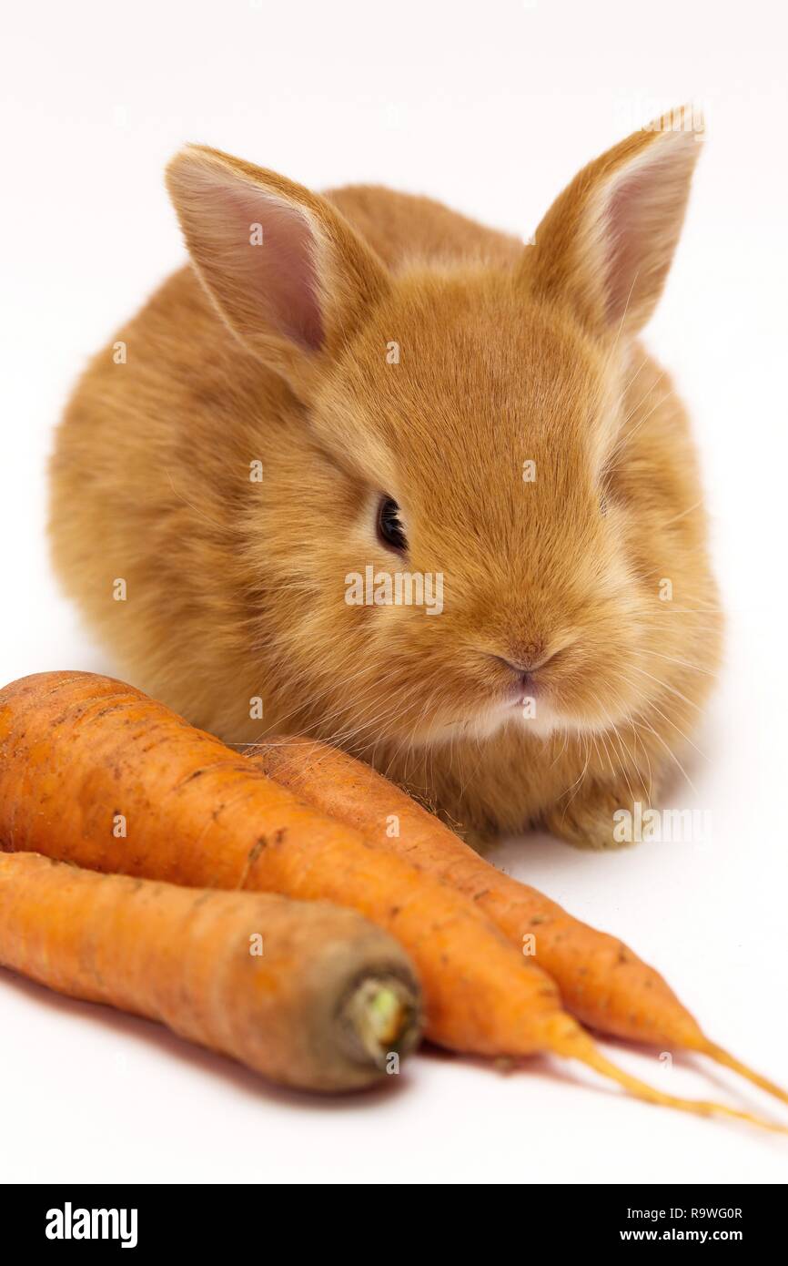 Cute little bunny carrot Cut Out Stock Images & Pictures - Alamy