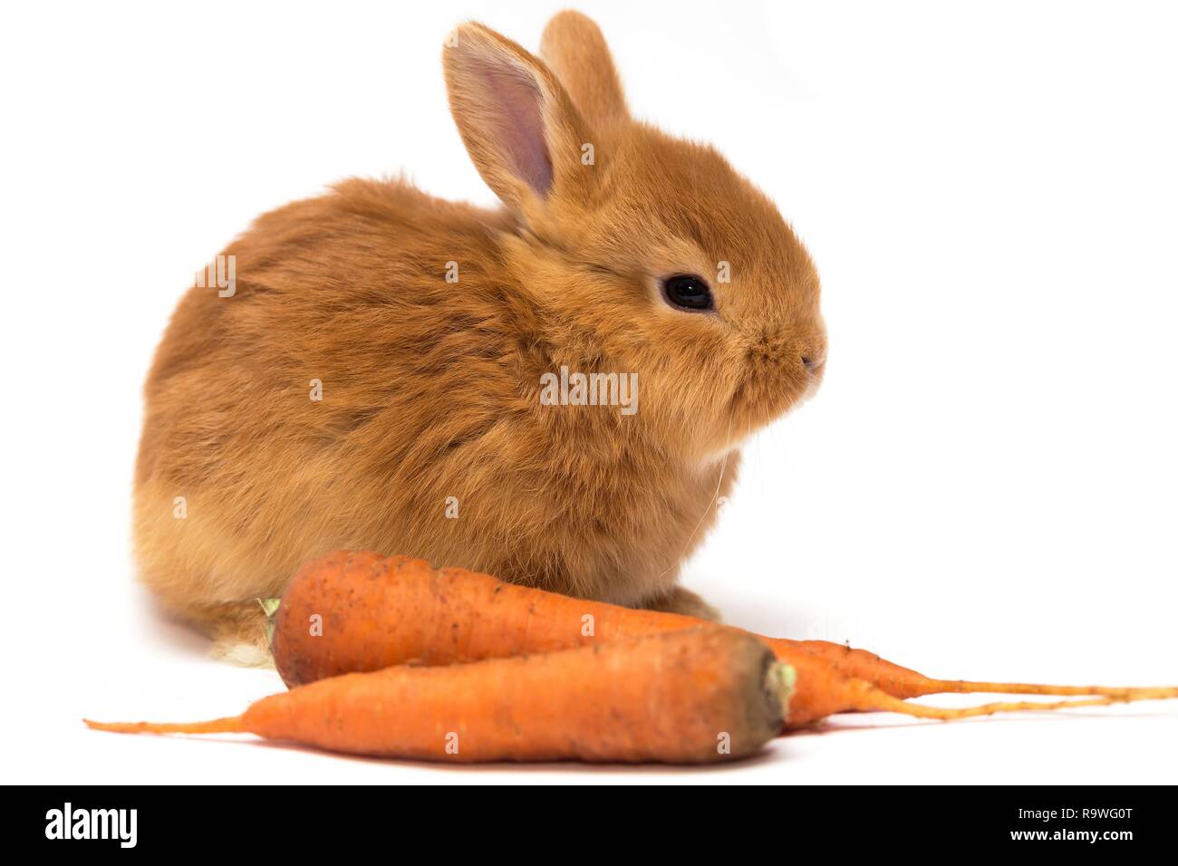 redhead little rabbit and carrot Stock Photo - Alamy