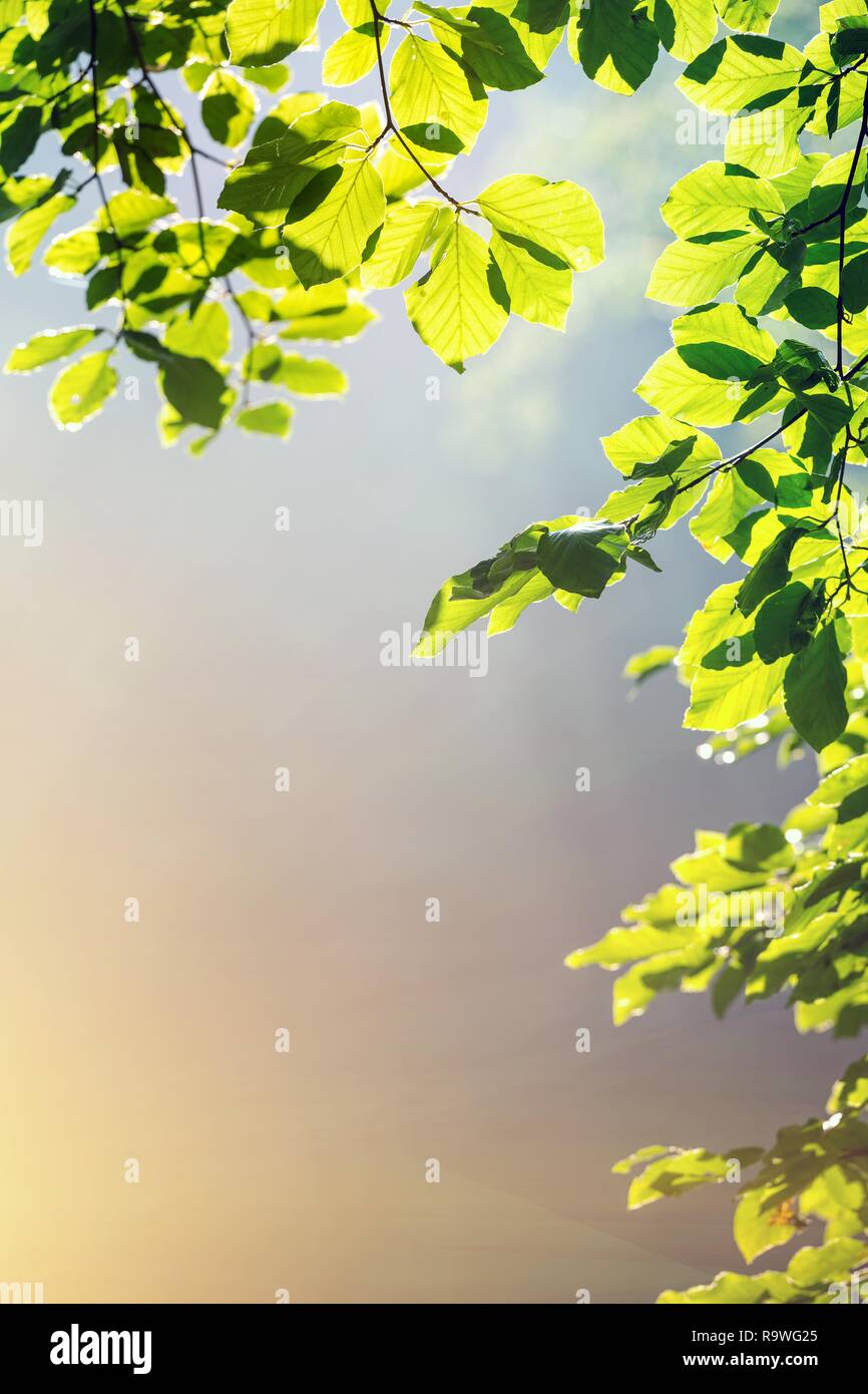 magical frame from the leaves of a tree. beautiful background Stock ...