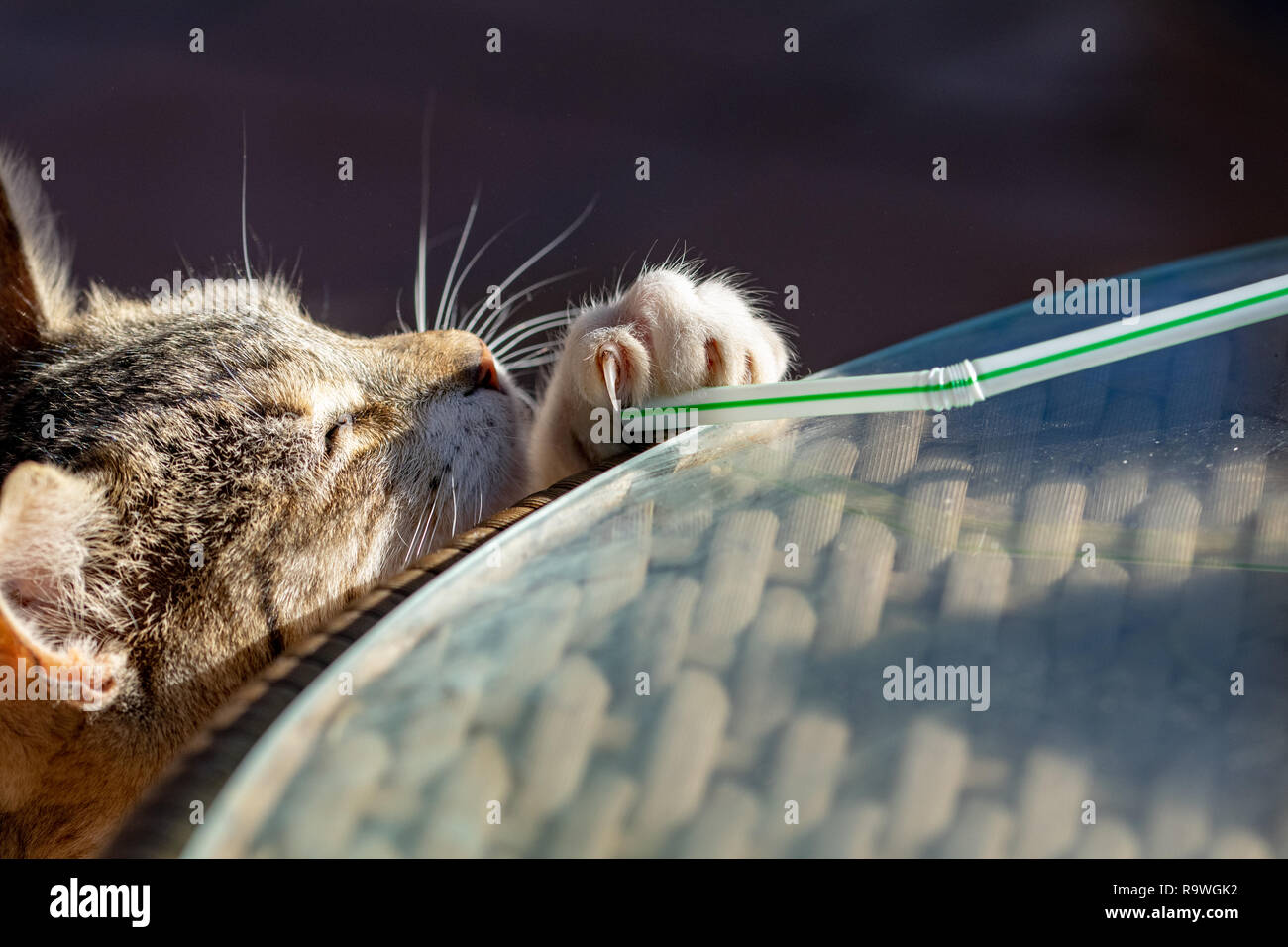 Tabby cat kitten playing and stretching to reach a straw with claws ...