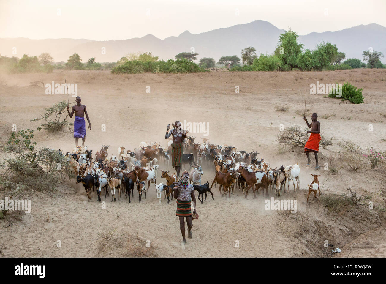 Kara Tribe herding goats from Dus Village of Omo Valley, Ethiopia Stock ...