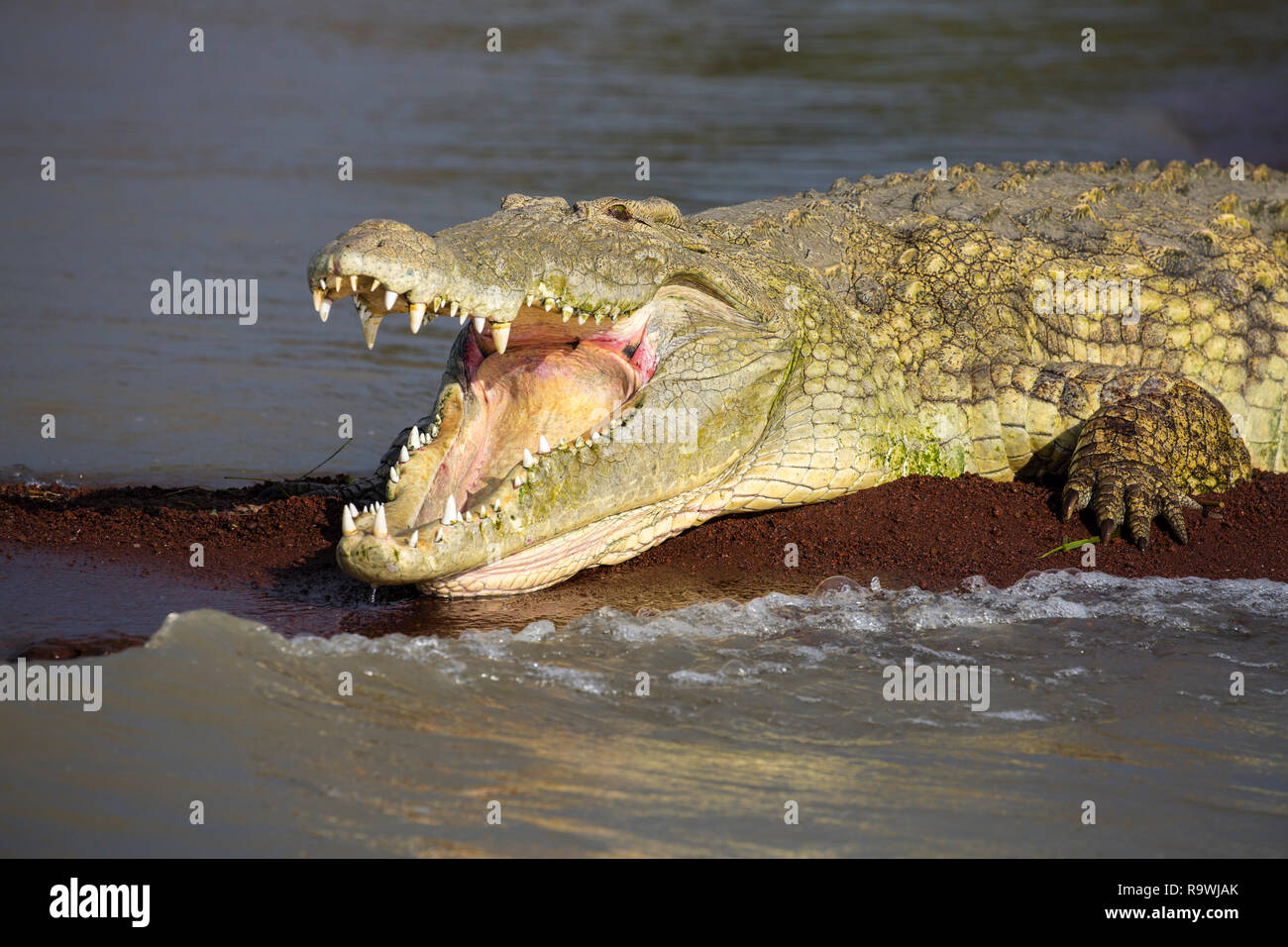 Nile crocodiles at Lake Chamo, Ethiopia Stock Photo - Alamy