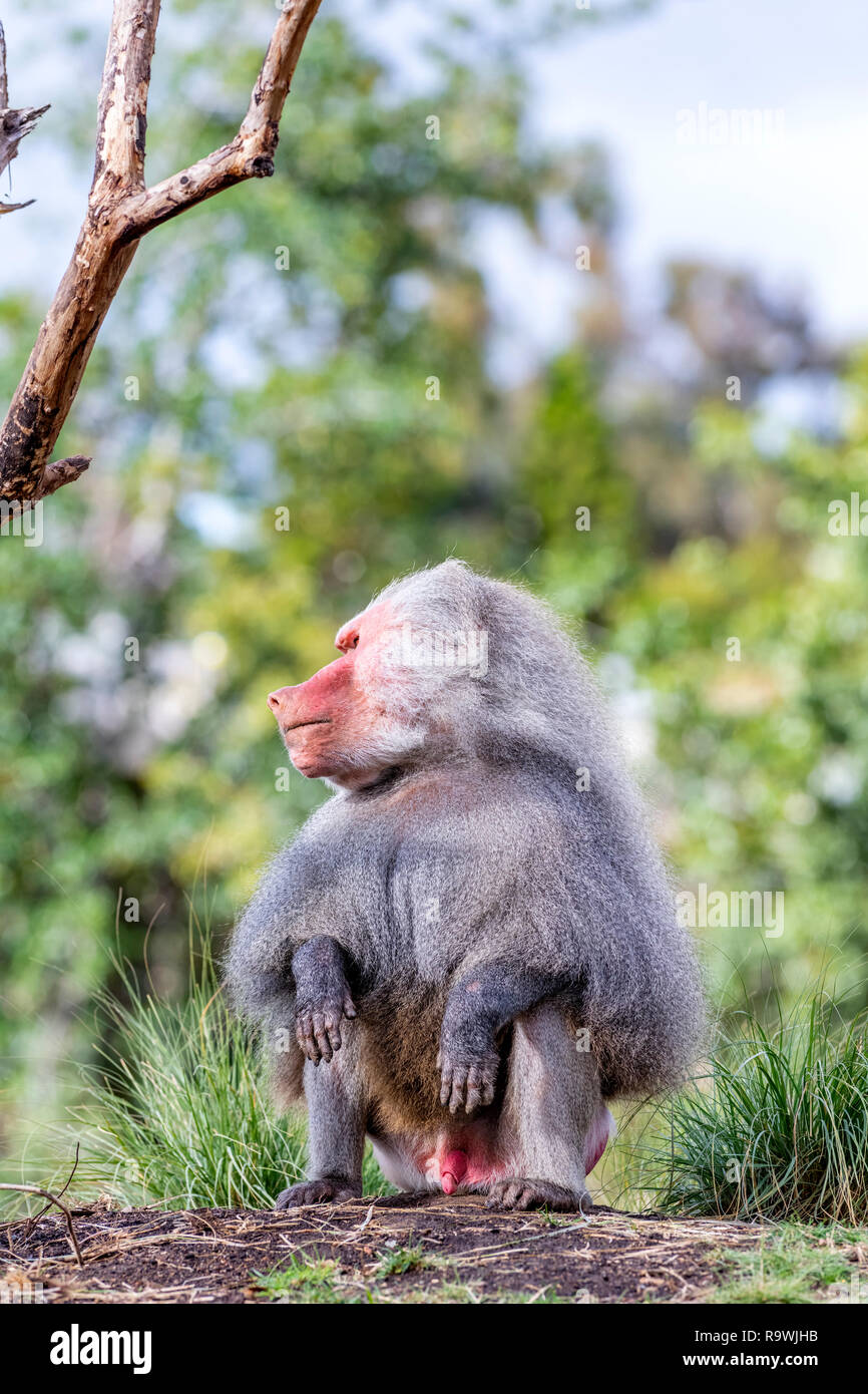 Jungle animals in their habitat hi-res stock photography and images - Alamy