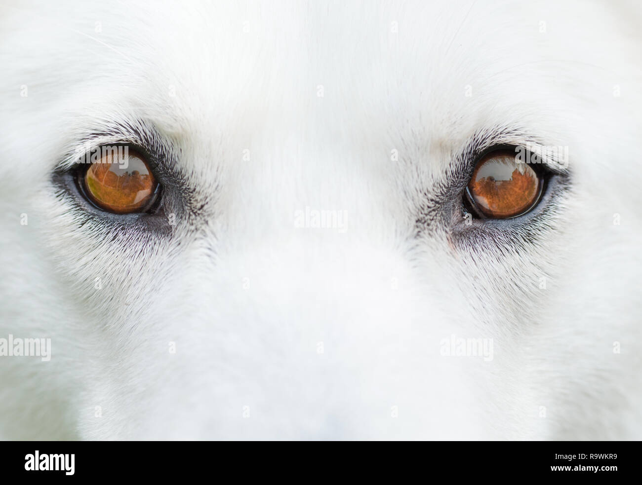Amber Wolf Eyes