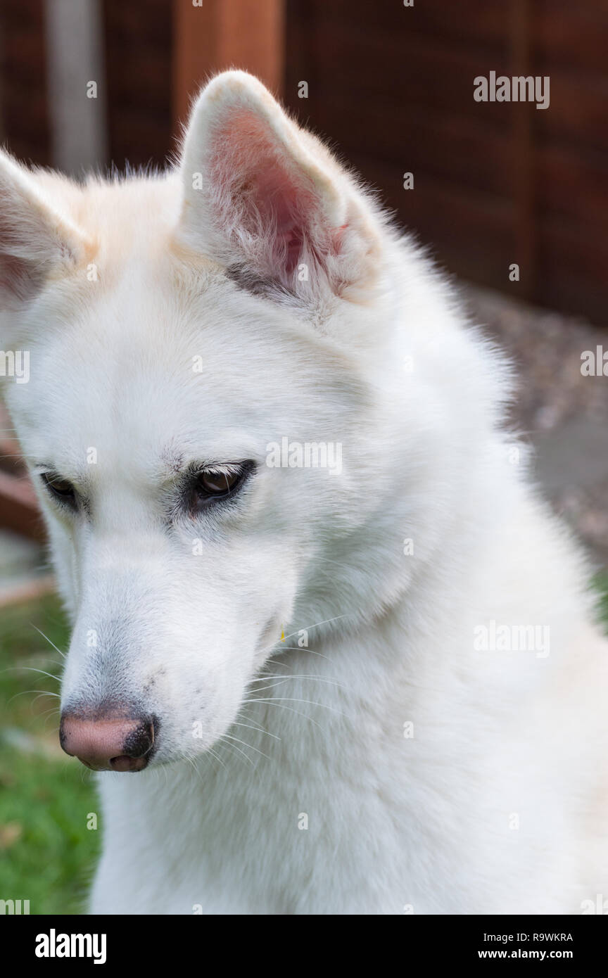 White Husky Dog Stock Photo - Alamy