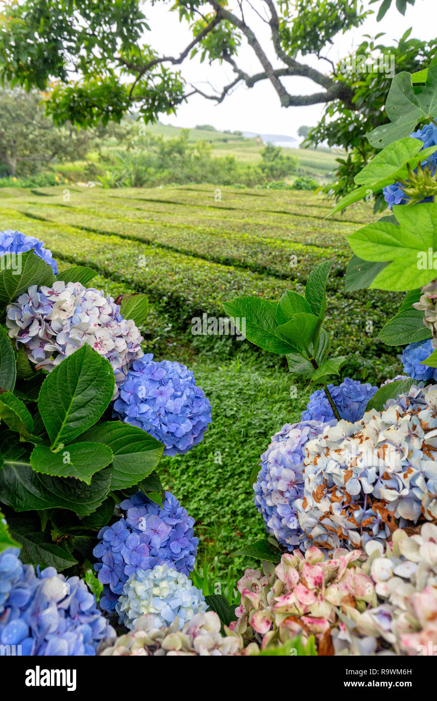 Portrait view of beautiful tea growing in one of Europe's only tea ...
