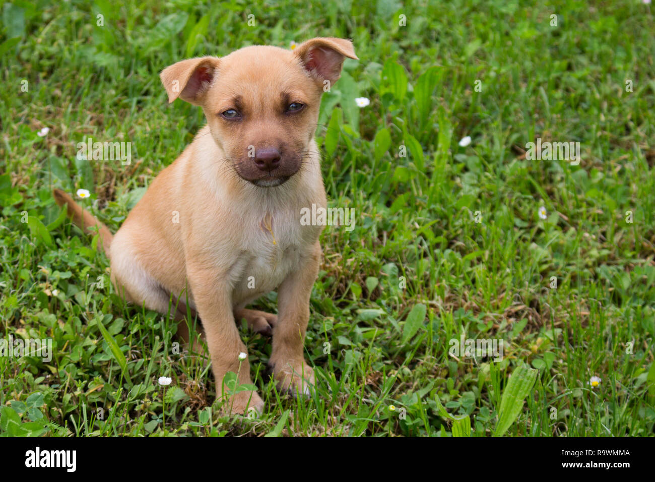 Green Eyed Dog Breeds