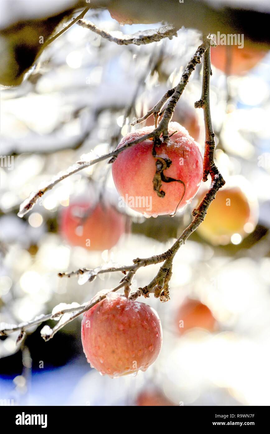 Apple orchard snow hi-res stock photography and images - Alamy