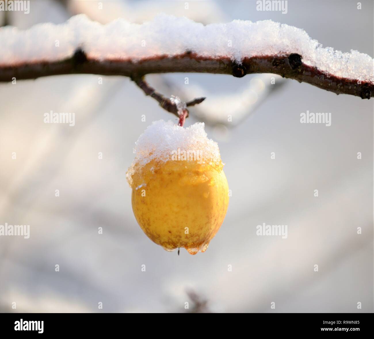 snow cap on an apple Stock Photo - Alamy
