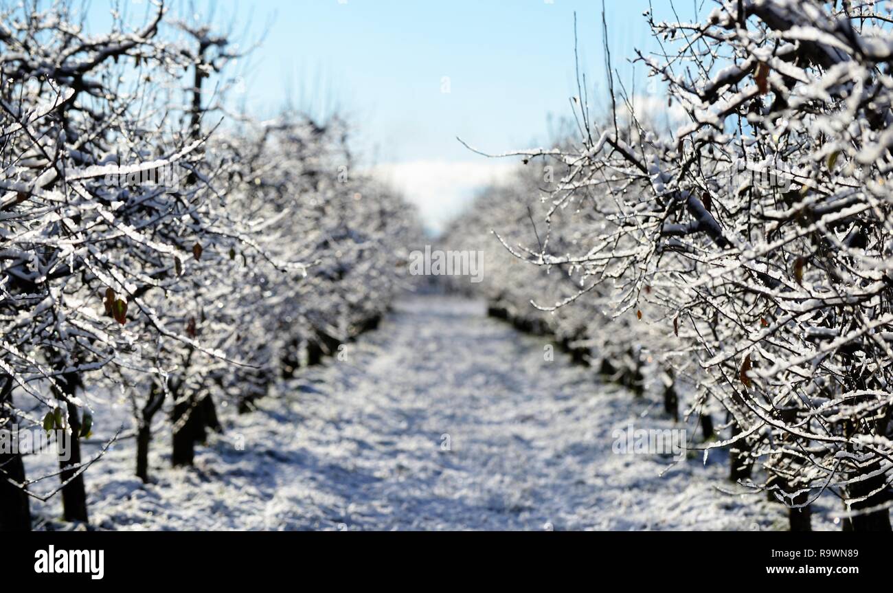 apple orchard on sunny december morinig, image of a Stock Photo - Alamy