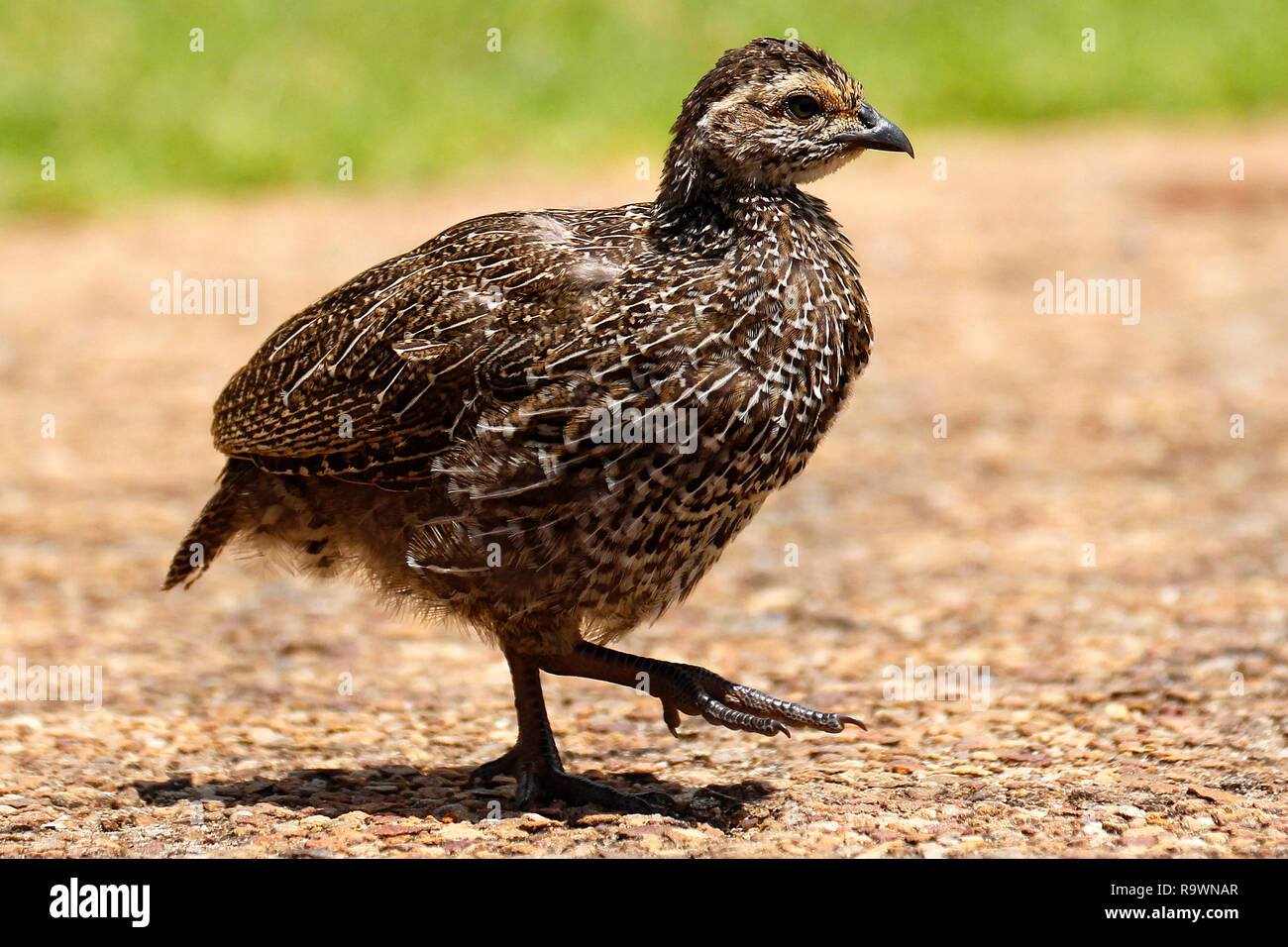 South africa cape spurfowl francolin hi-res stock photography and ...
