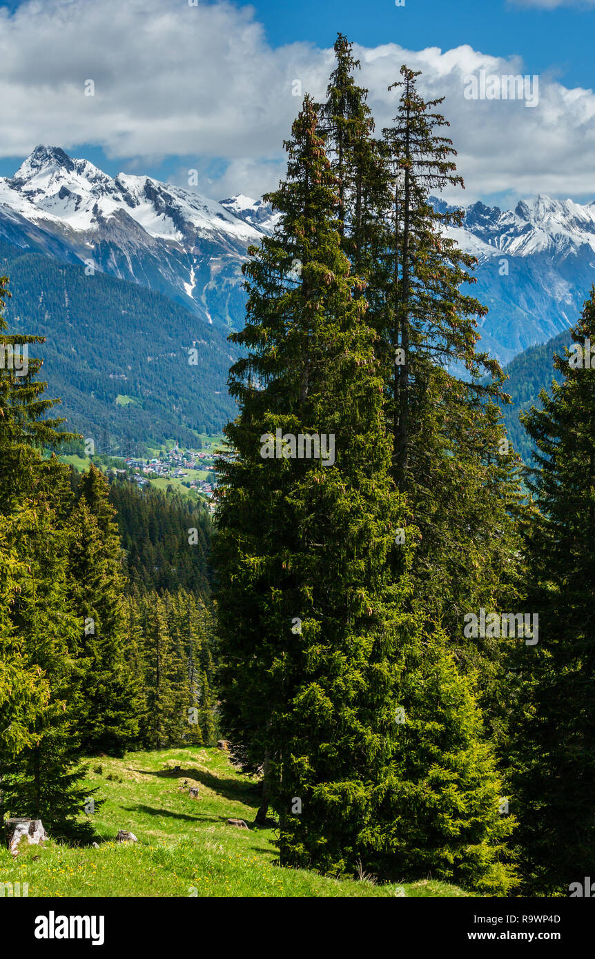 Summer Alps mountain landscape with fir forest on slope and snow ...