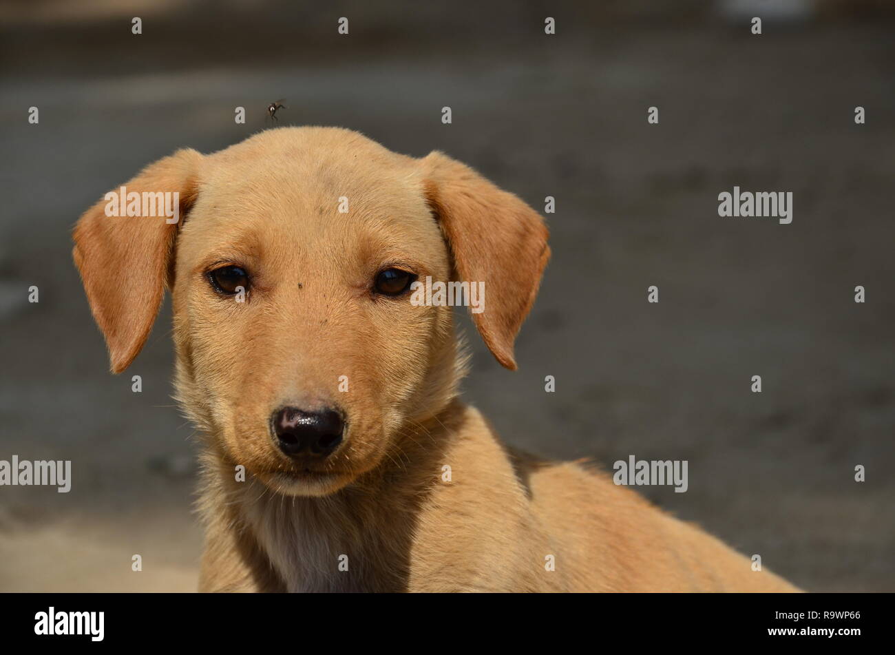 Poverty dog hi-res stock photography and images - Alamy