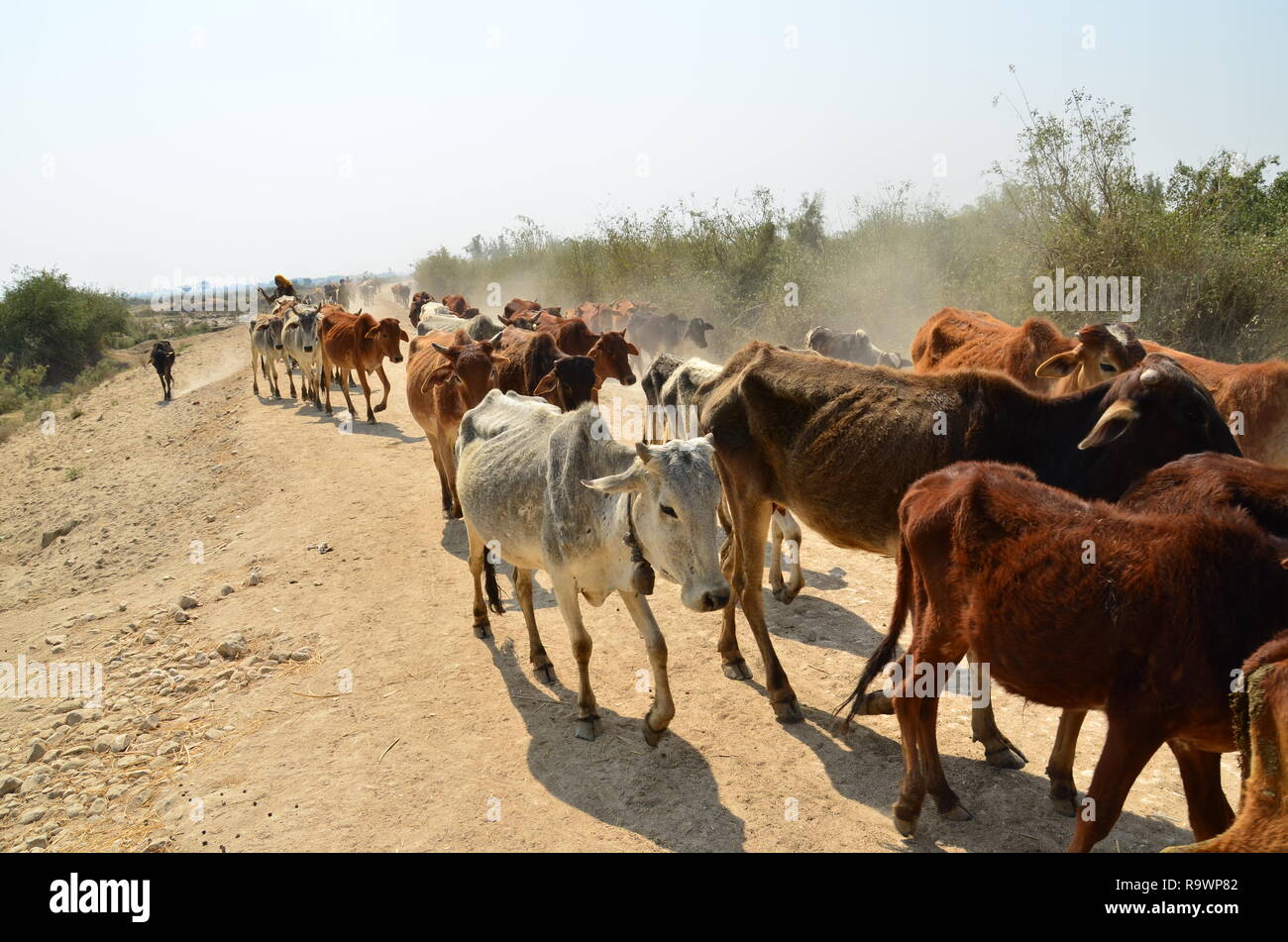Goat hospital hi-res stock photography and images - Alamy