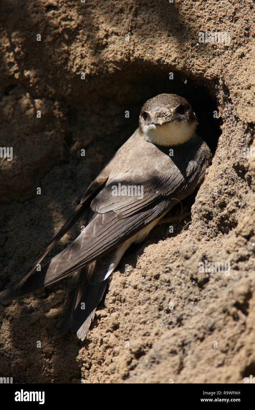 SAND MARTIN (Riparia riparia) at entrance to nest hole, UK Stock Photo ...