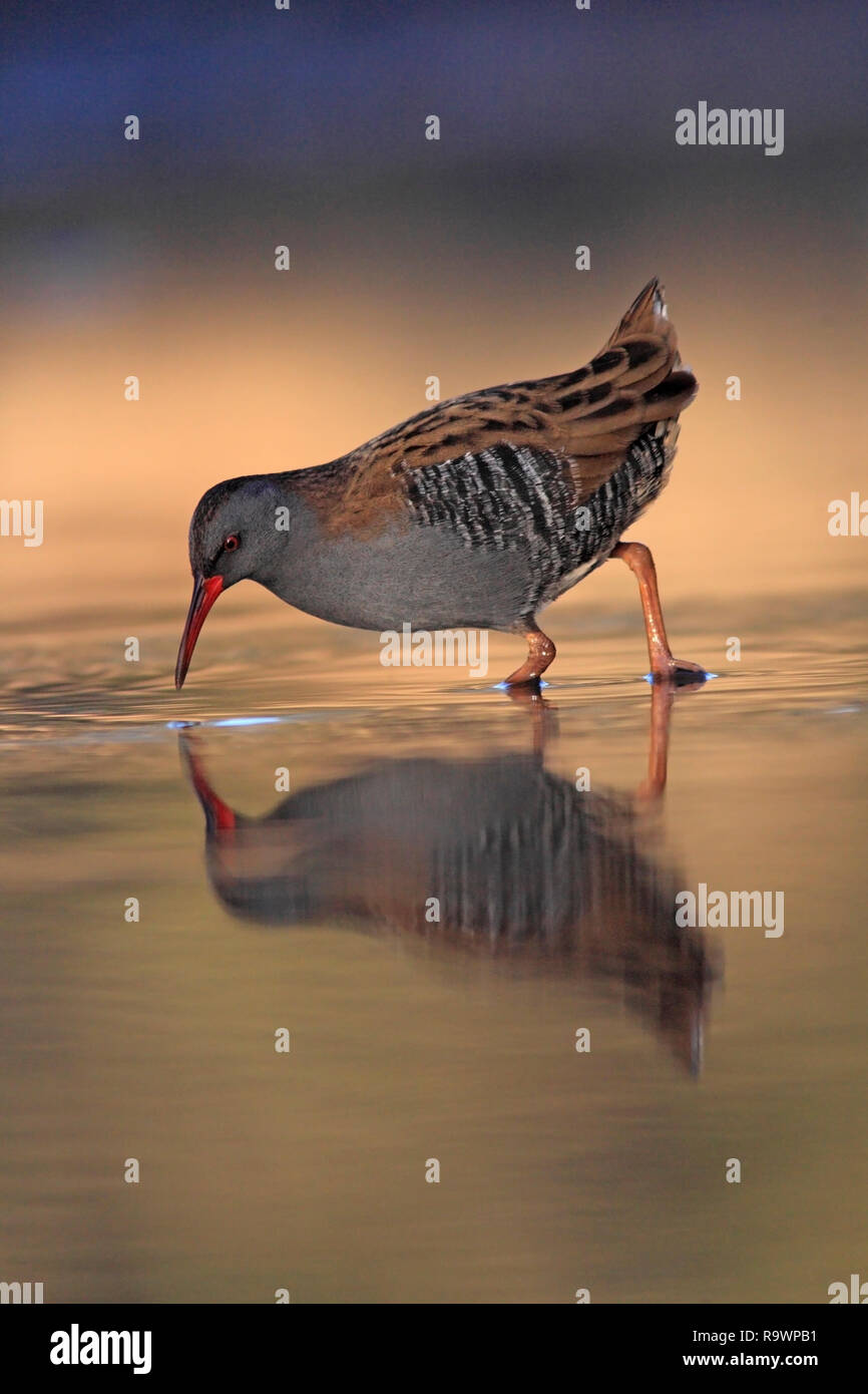 Water rails hi-res stock photography and images - Alamy