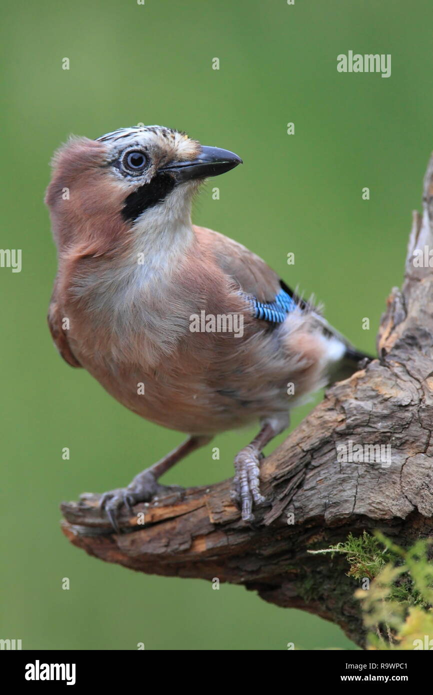 Jay bird uk hi-res stock photography and images - Alamy Jay bird uk hi-res stock photography and images - Alamy
