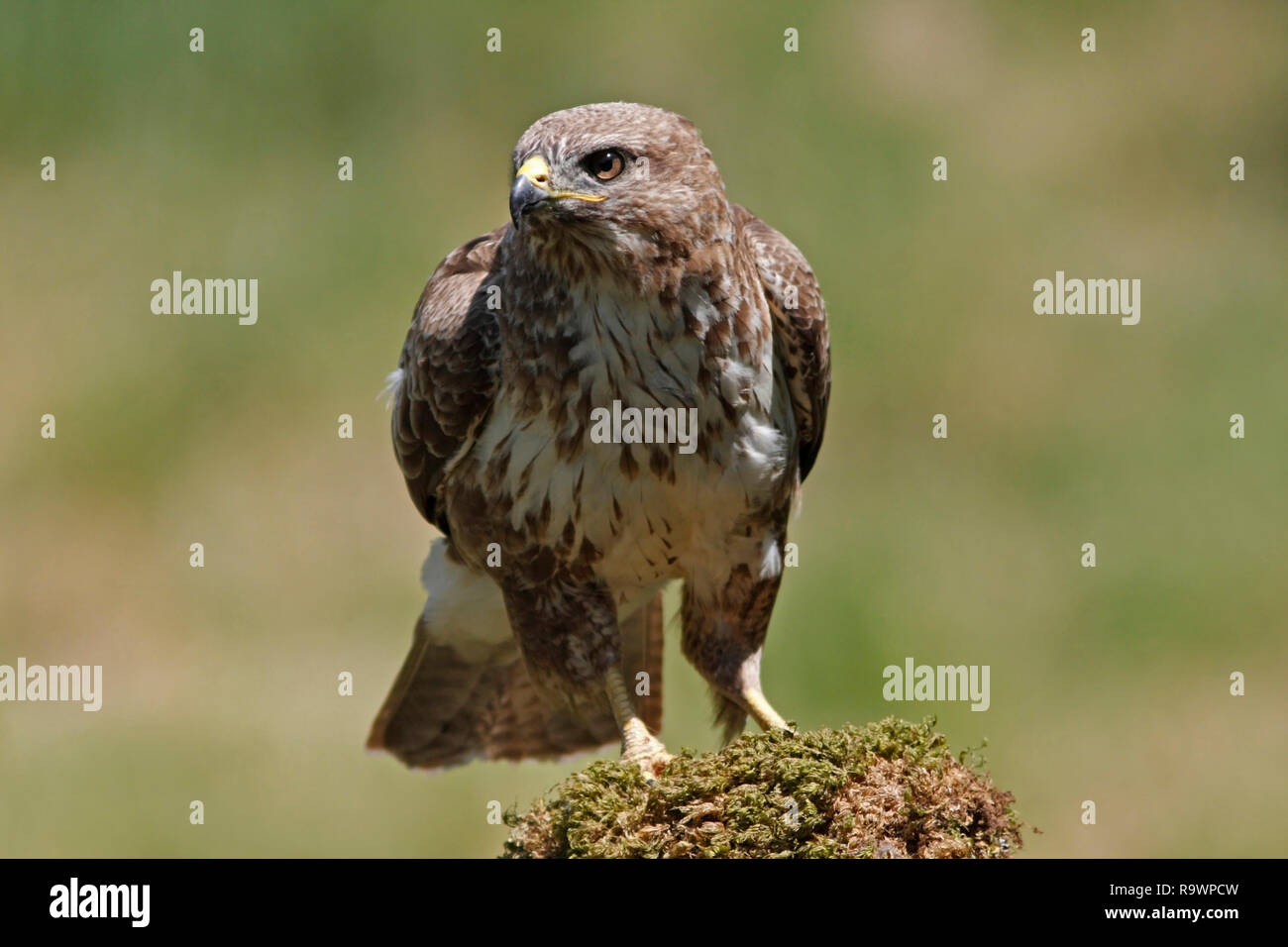Buzzard uk hi-res stock photography and images - Alamy