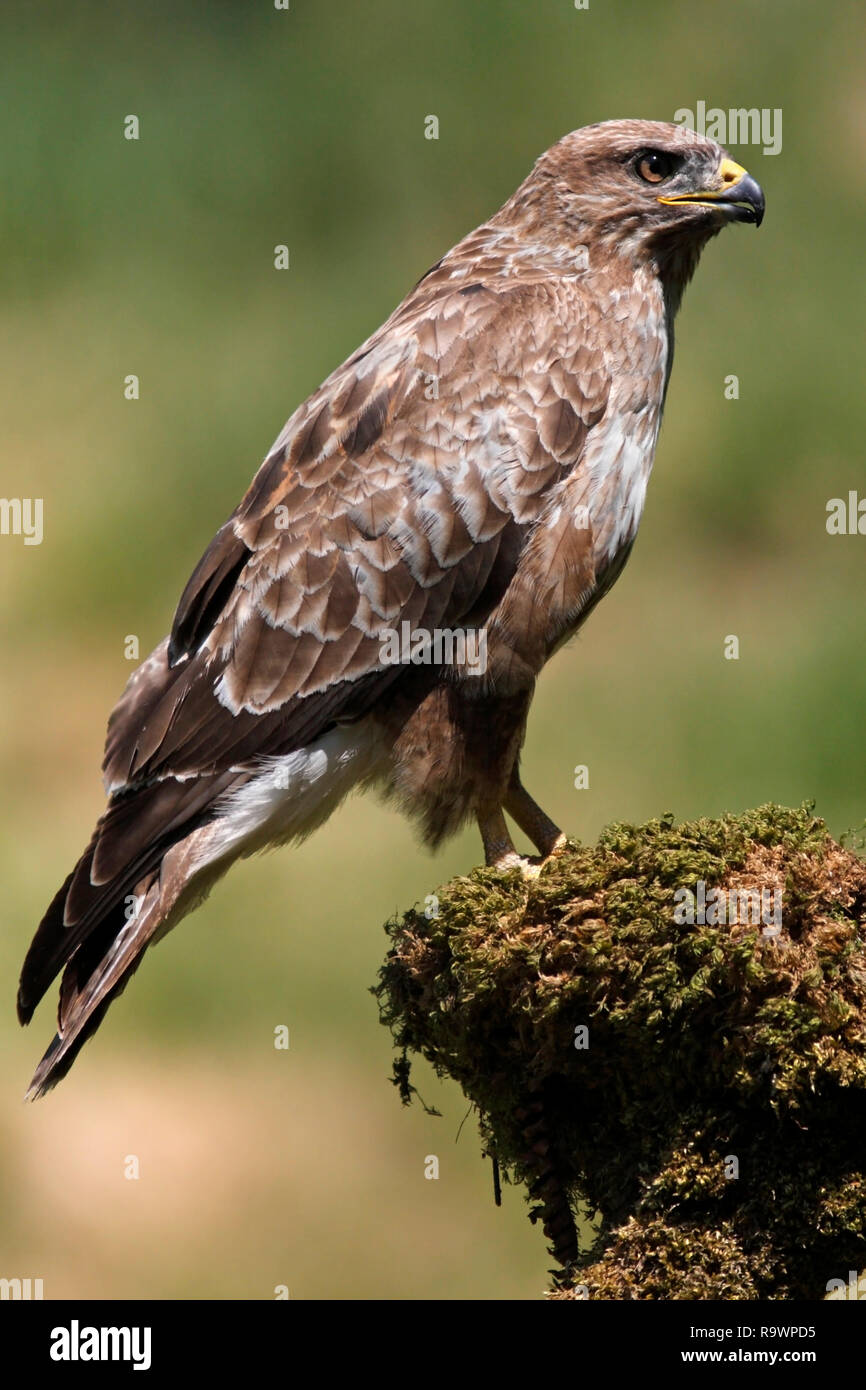 Wild Buzzard Uk Stock Photos & Wild Buzzard Uk Stock Images - Alamy