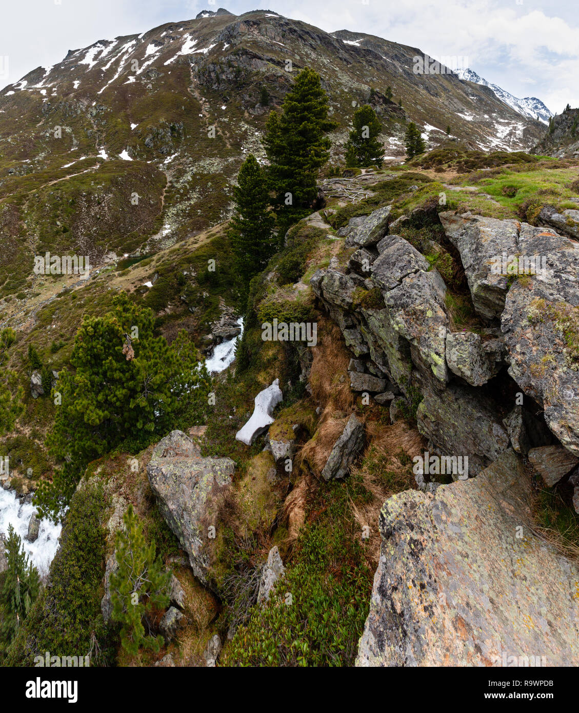 Summer Alps mountain landscape with rock and pine tree (Fluela Pass ...