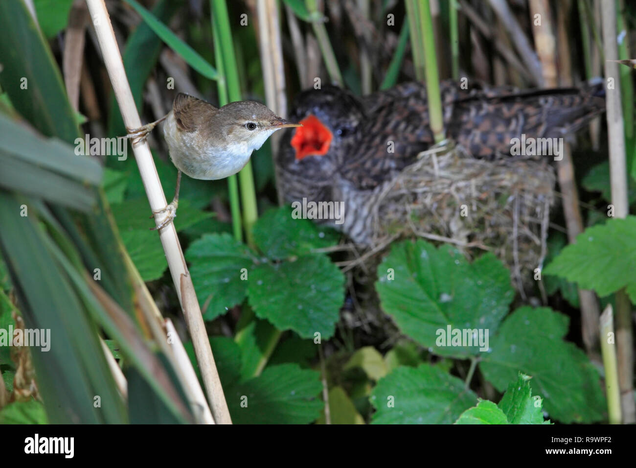 REED WARBLER (Acrocephalus scirpaceus) with cuckoo parasite in the ...