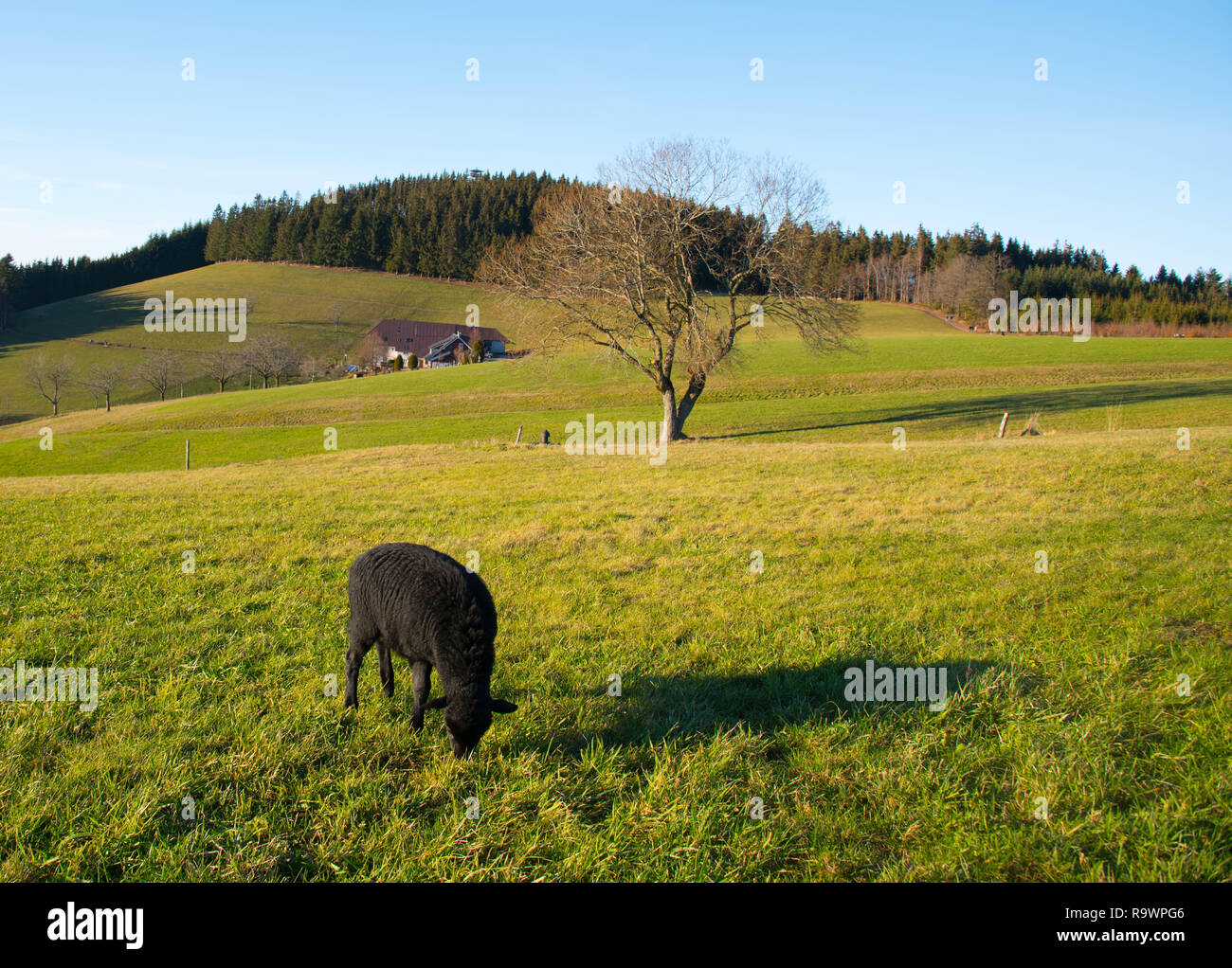 sheep on the heights of Freiamt in the black forest in germany Stock ...