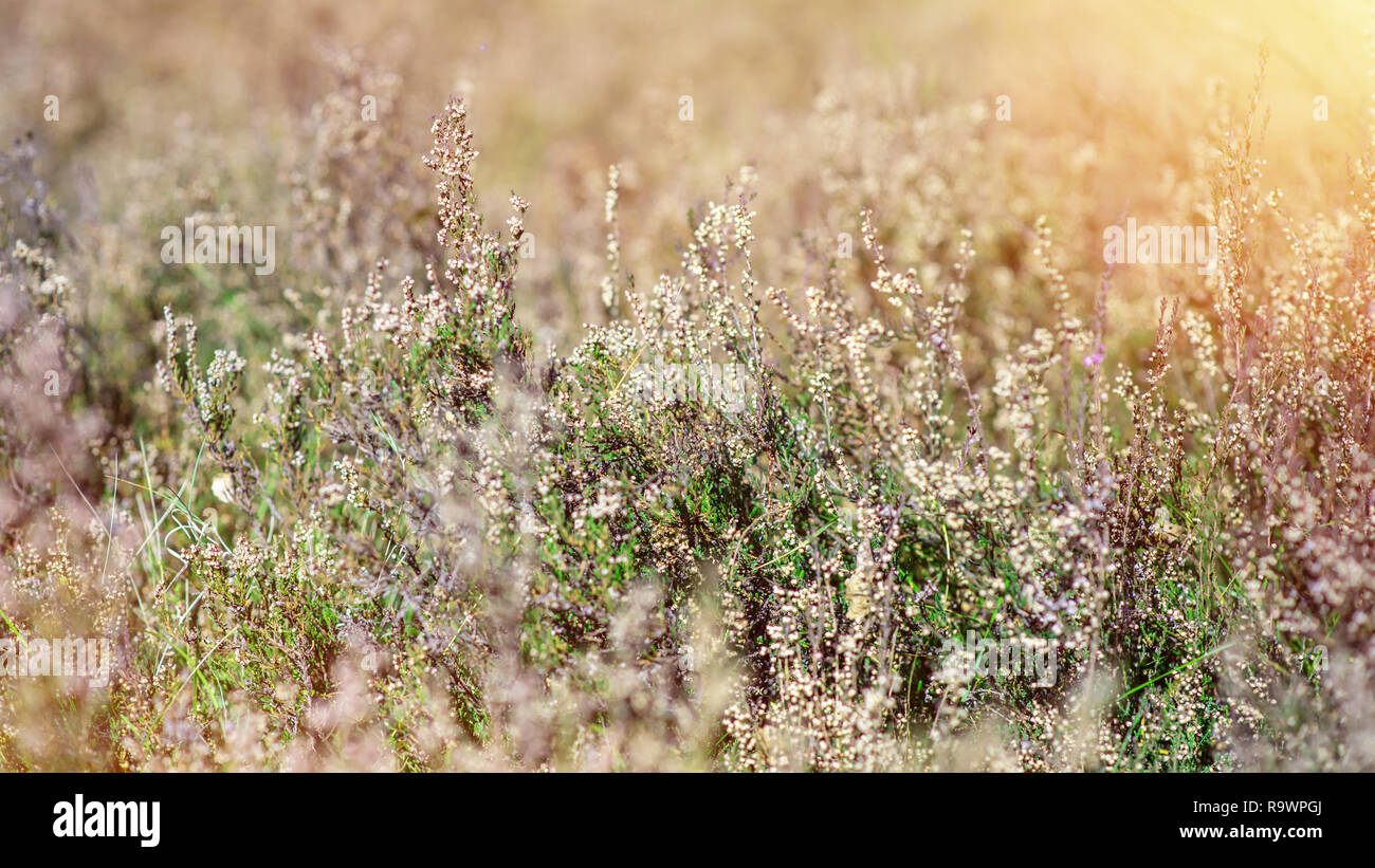 Bushes of Calluna vulgaris plant, autumn time. Also known as common ...