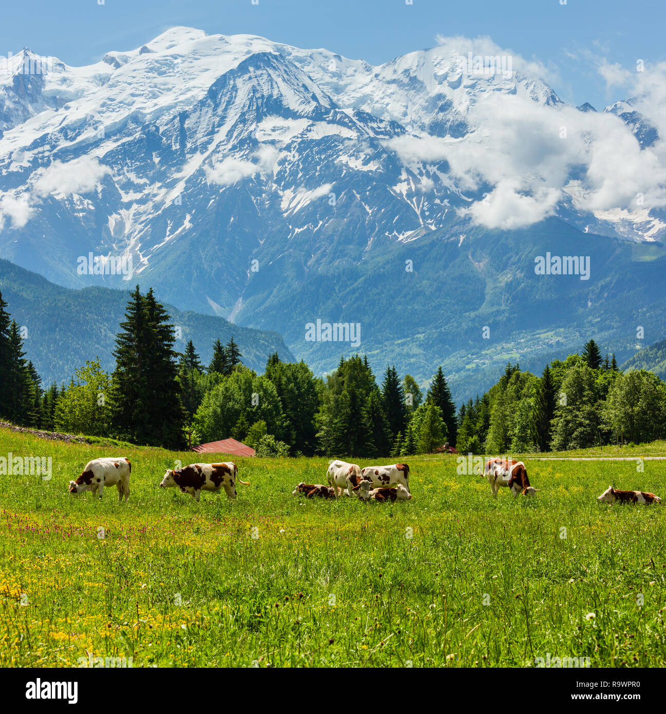 Herd cows on blossoming glade and Mont Blanc mountain massif (Chamonix ...