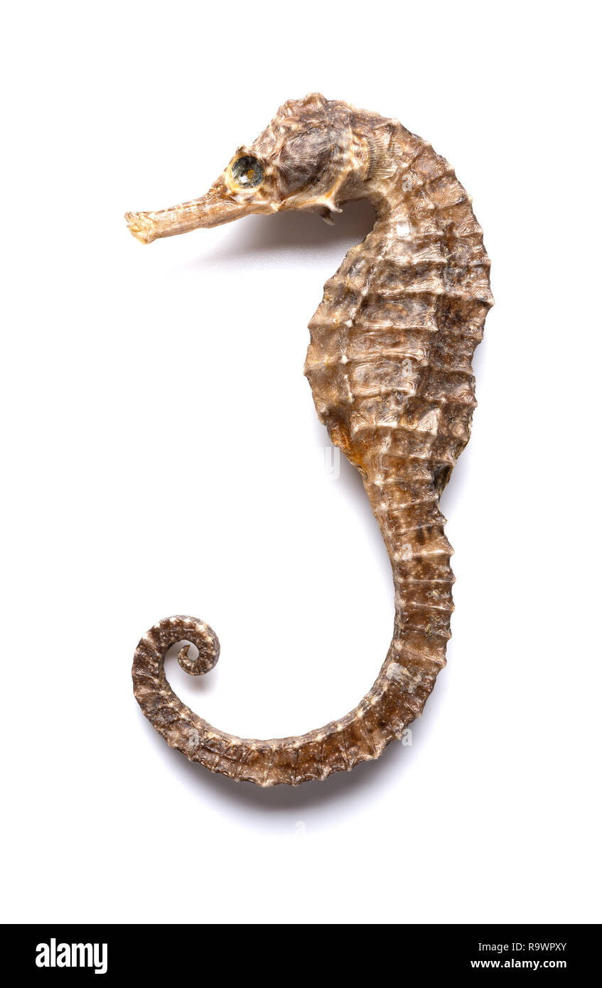 dry seahorse as Chinese medicine on white Stock Photo - Alamy