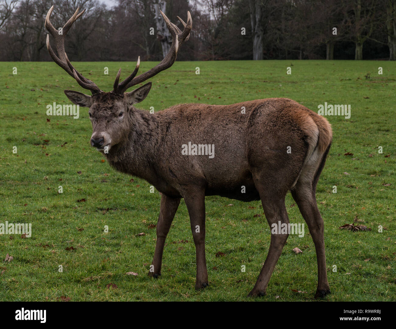 Red deer stag side view in a field Stock Photo - Alamy