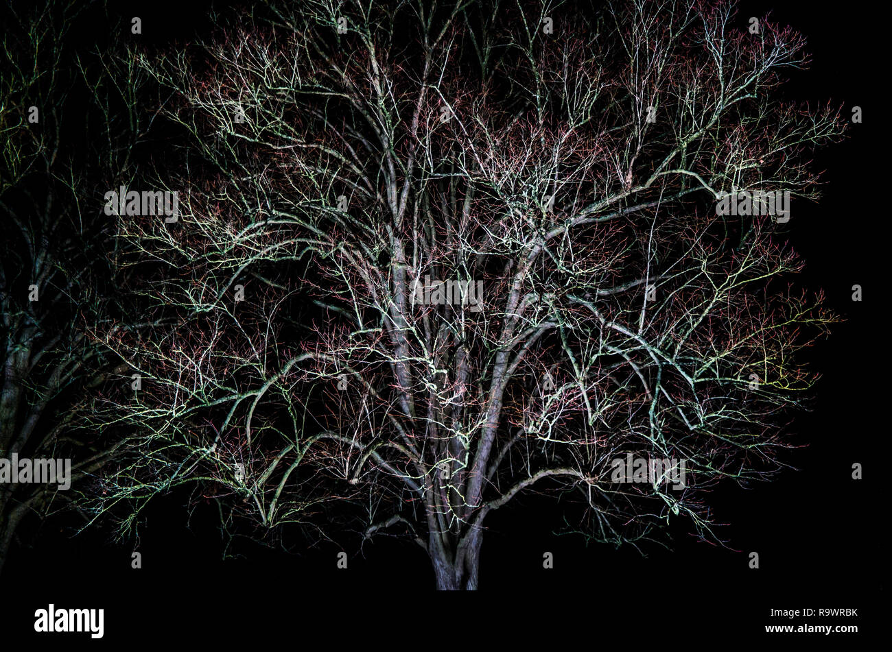 Lit up lime tree hi-res stock photography and images - Alamy