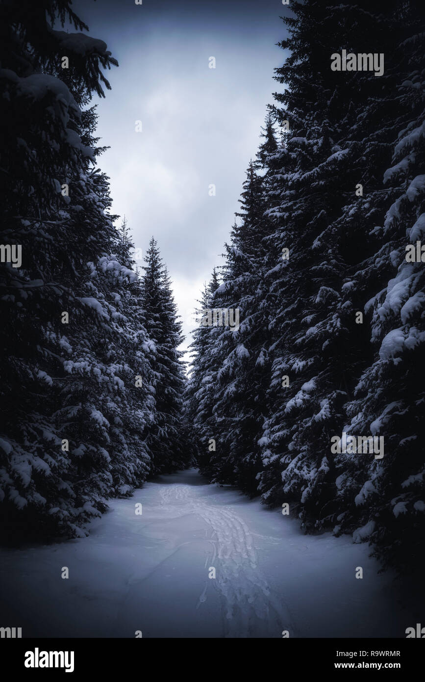 Cold snow winter in forest, Rhodope mountain in Bulgaria Stock Photo ...