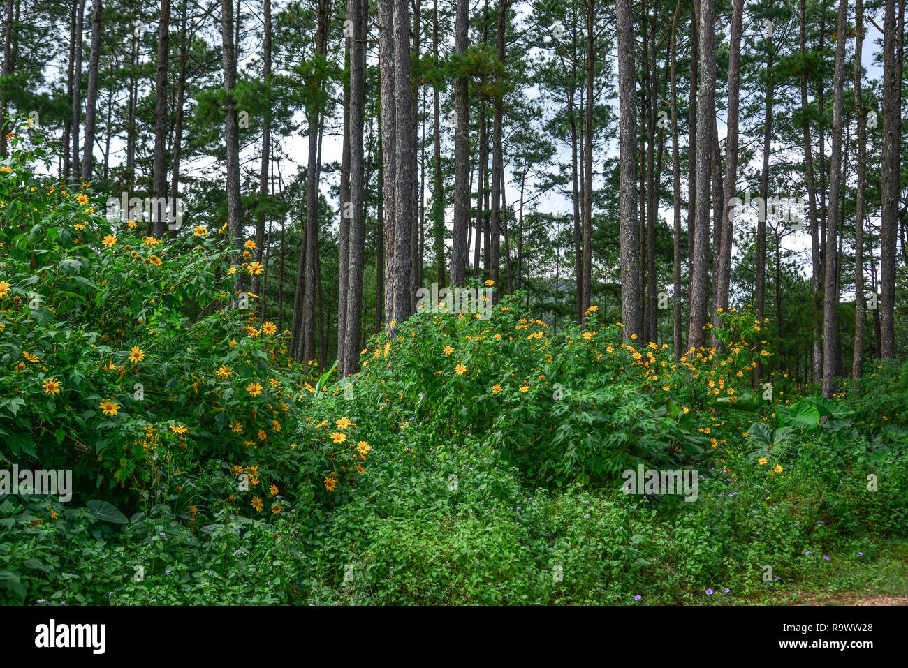 Pine tree forest at sunny day in Dalat, Vietnam Stock Photo - Alamy