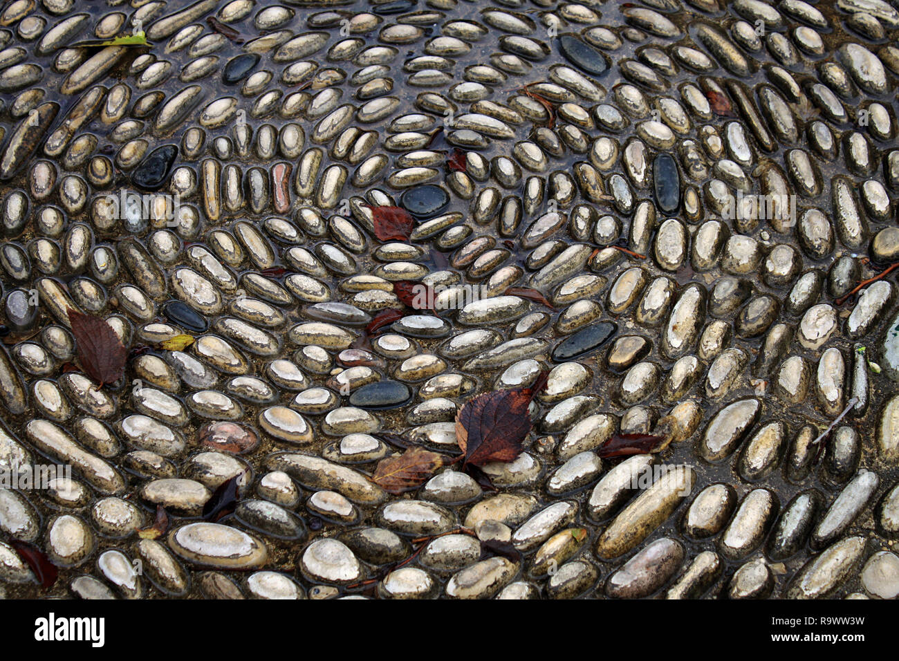Rainwater on leaves hi-res stock photography and images - Alamy