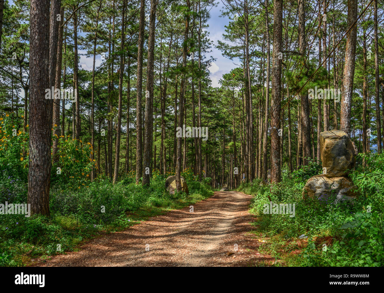 Pine tree forest at sunny day in Dalat, Vietnam Stock Photo - Alamy