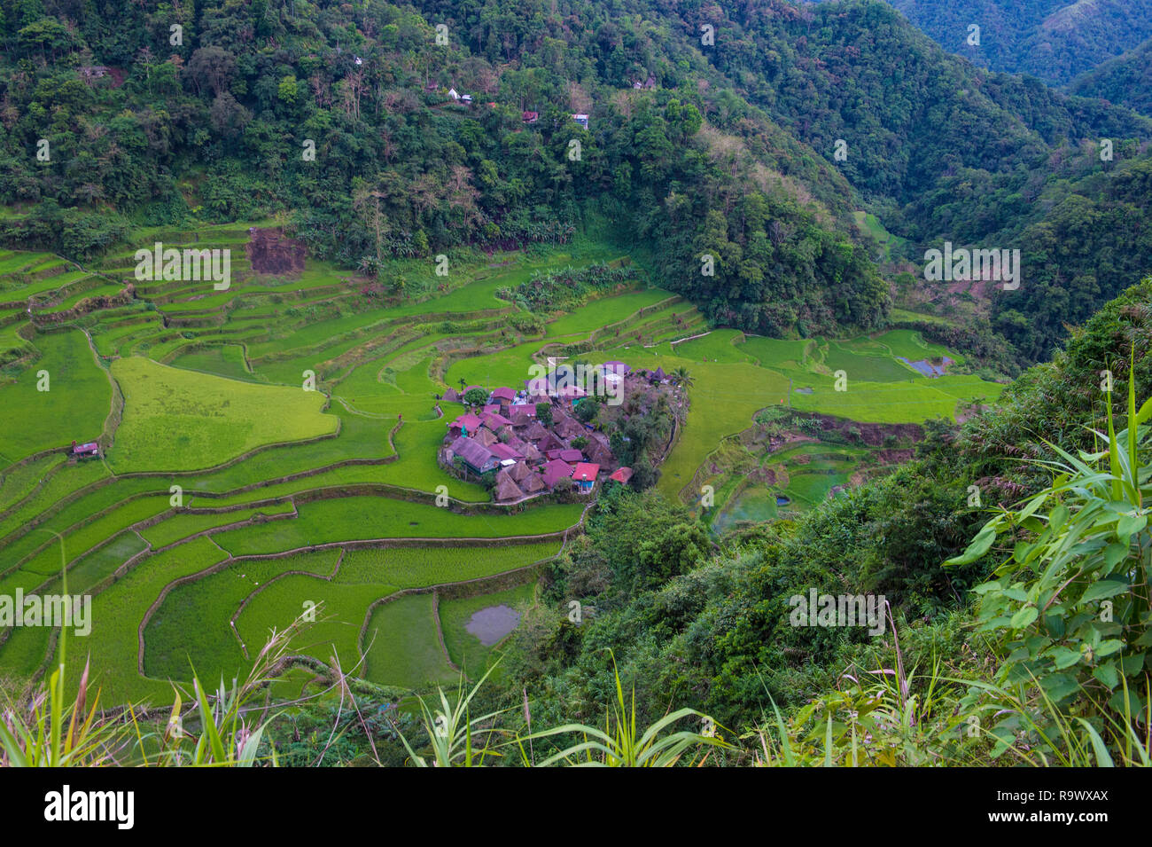 View of rice terraces fields in Banaue, Philippines. The Banaue rice ...