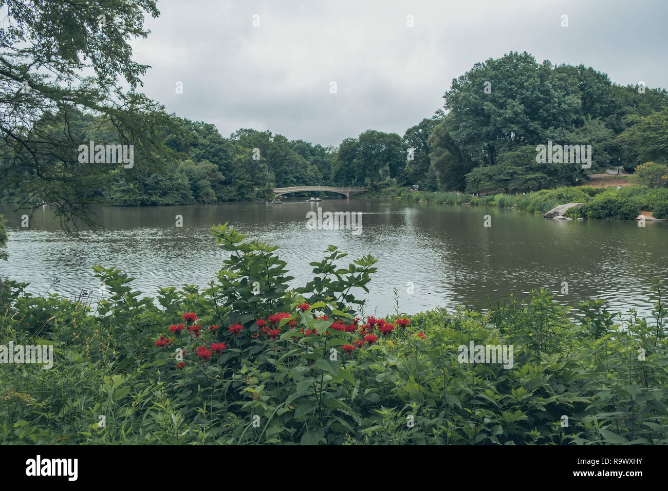 Central Park Summer Pond
