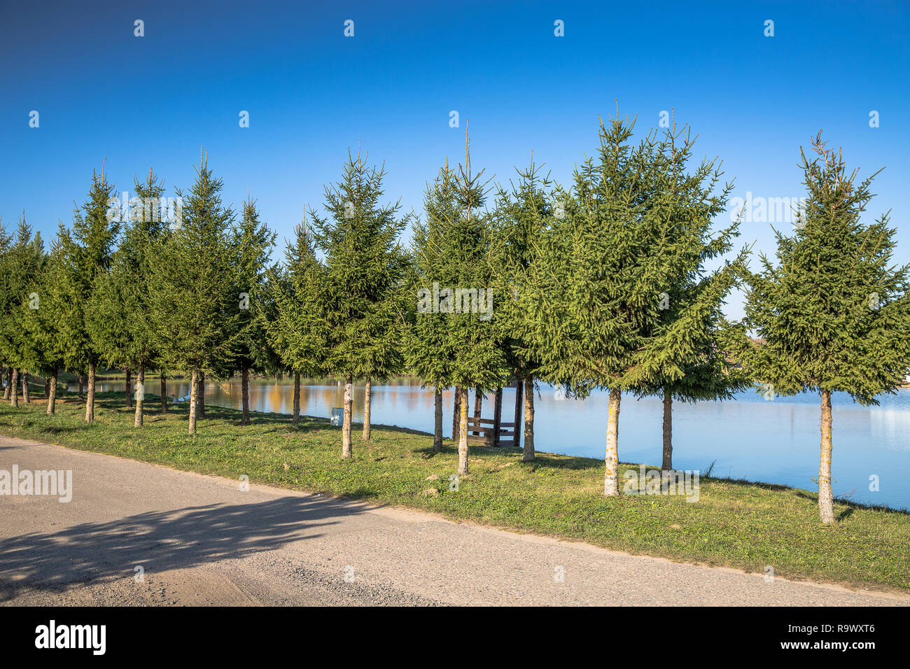 Fir trees at the Lake Stock Photo - Alamy