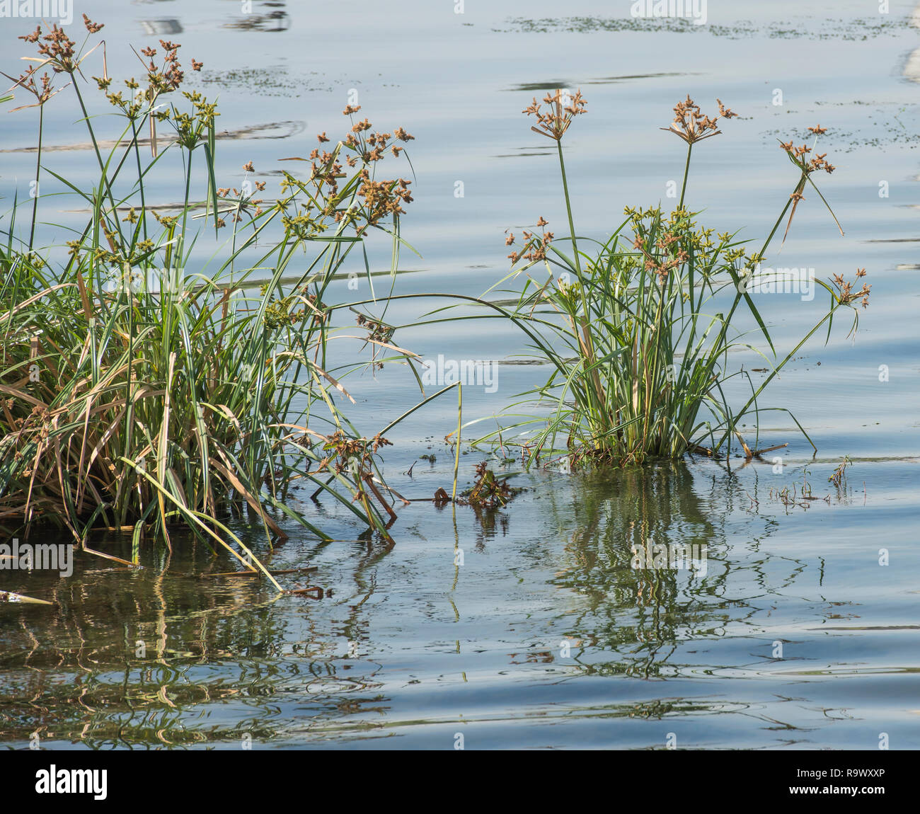 Closeup detail of grass reeds of river bank wetland marshlands with ...