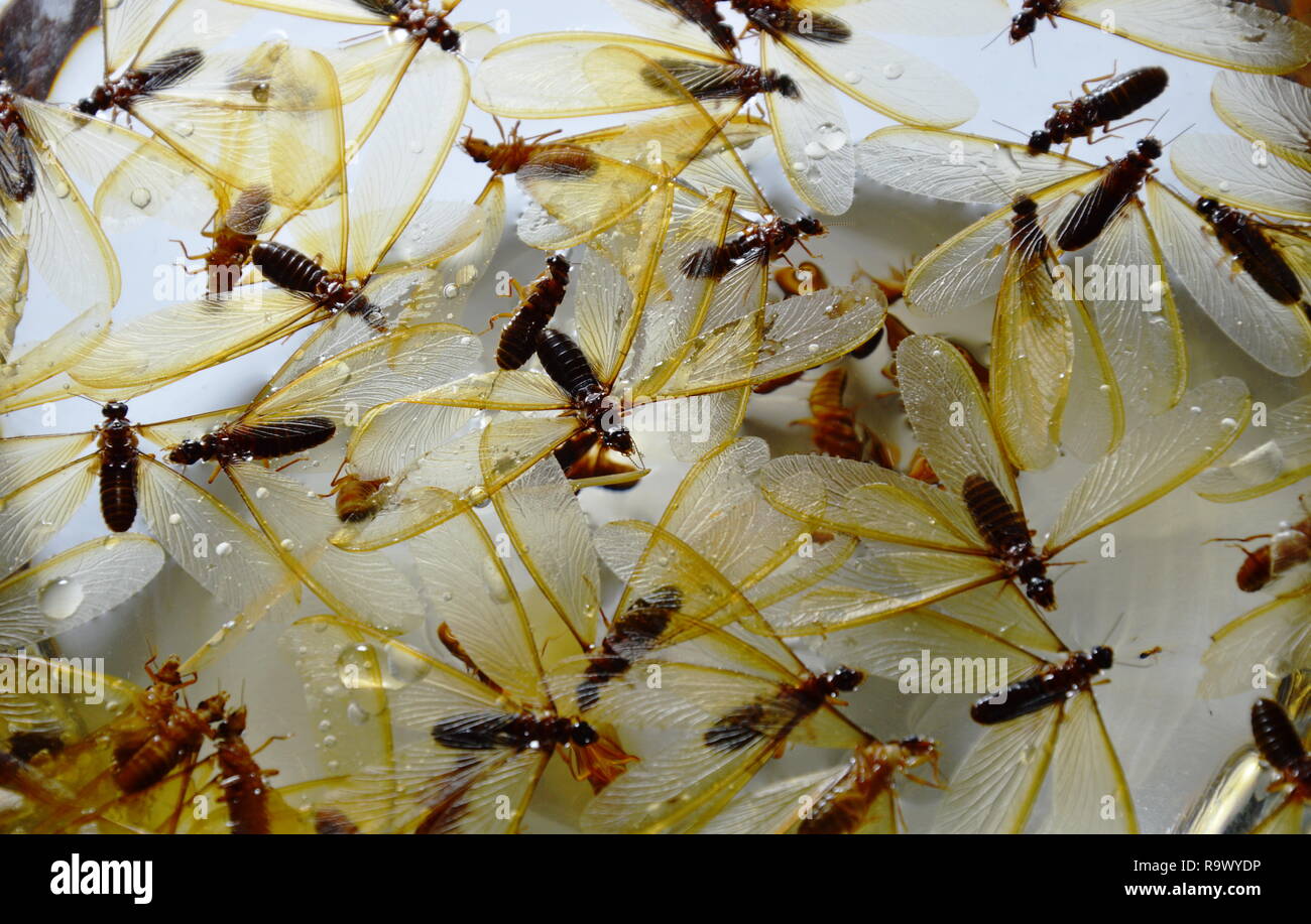 winged termite water trap in glass bowl Stock Photo - Alamy