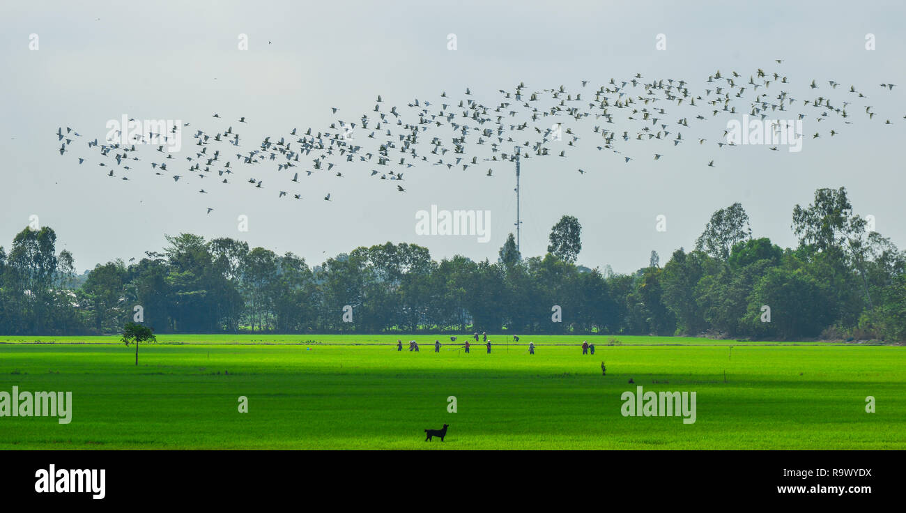 White birds flying over rice field at sunny day in Mekong Delta ...