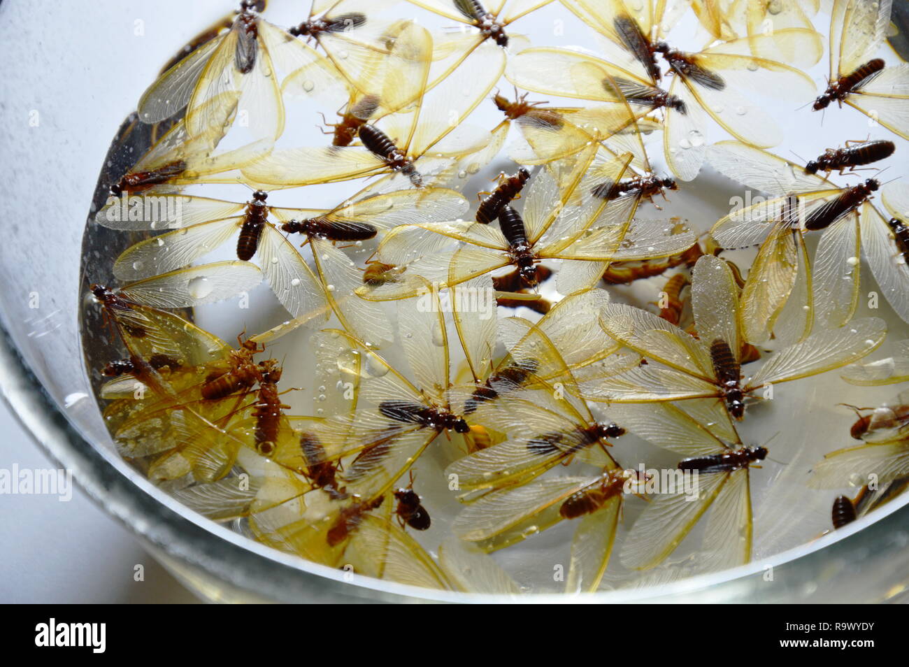 winged termite water trap in glass bowl Stock Photo - Alamy