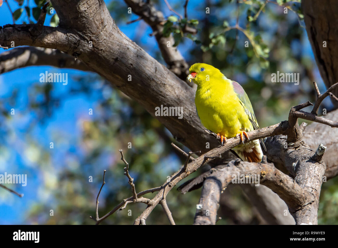 A yellow parrot rests in tree canopy in Botswana, Africa Stock Photo ...