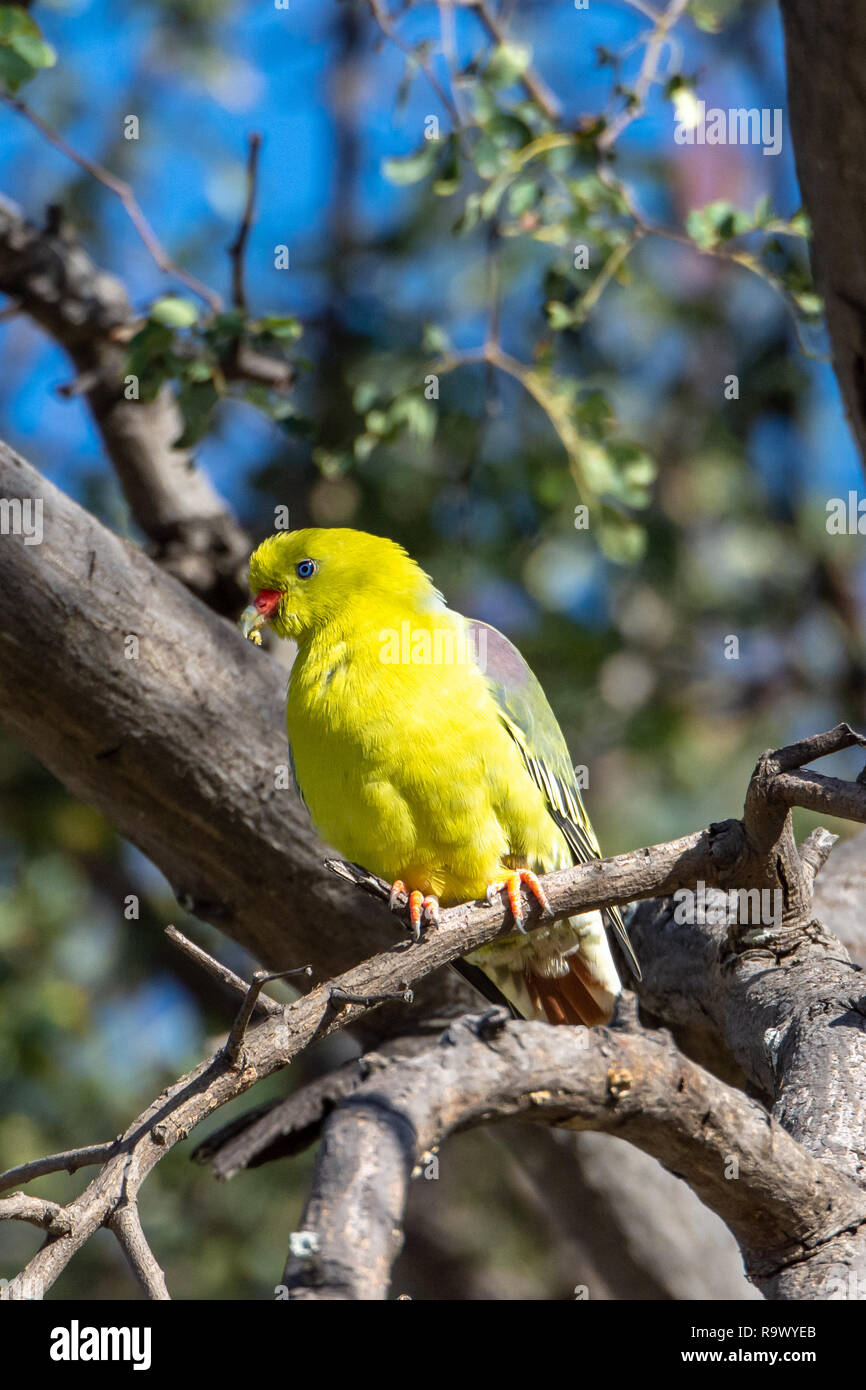 A yellow parrot rests in tree canopy in Botswana, Africa Stock Photo ...